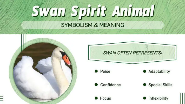 The Symbolic Significance of the White Swan in Biblical Context - John ...